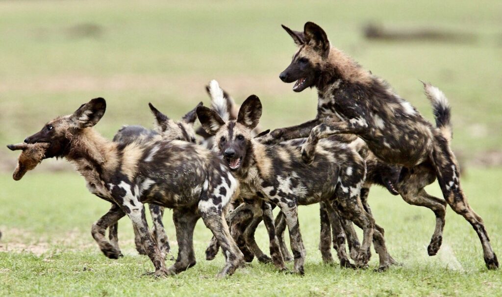 Wild Dogs Emerging After Productive Denning Season