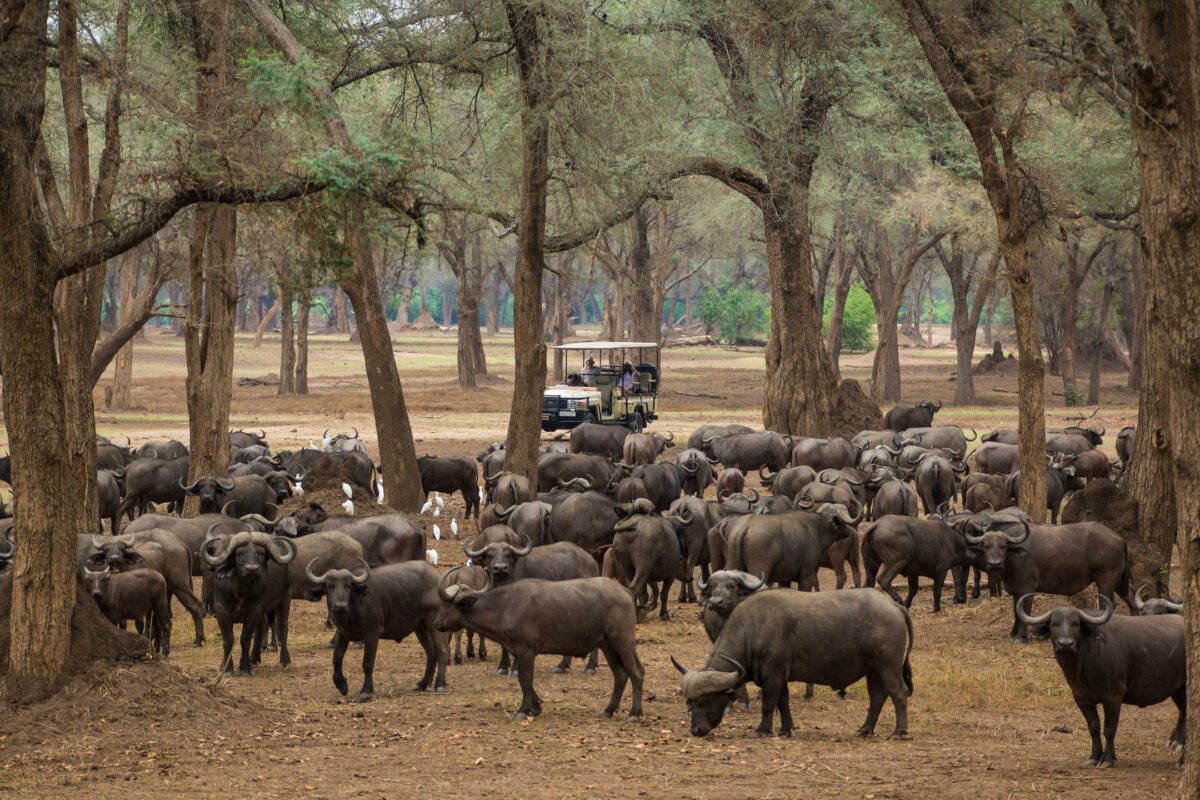 Exploring the Enchanting Lower Zambezi: Top 5 Things to Do