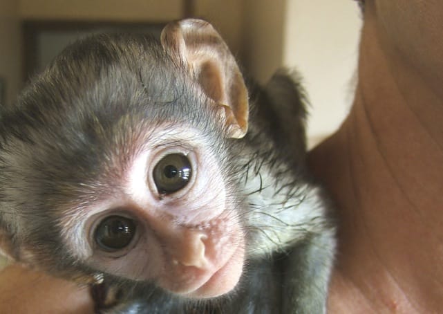 Chipembele Wildlife Education Trust - Zambia Tourism