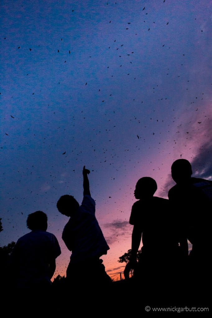 The World's Largest Mammal Migration!