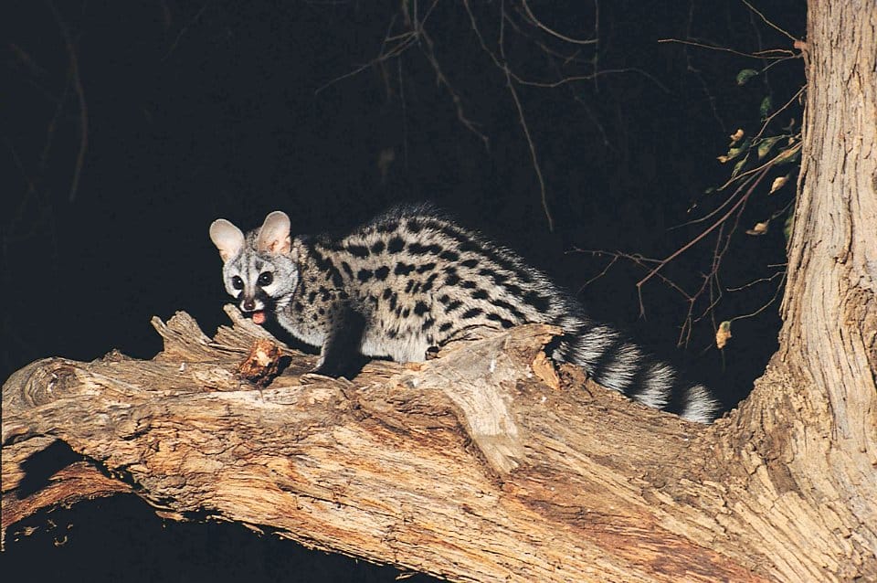 Smaller Carnivores - Zambia Tourism