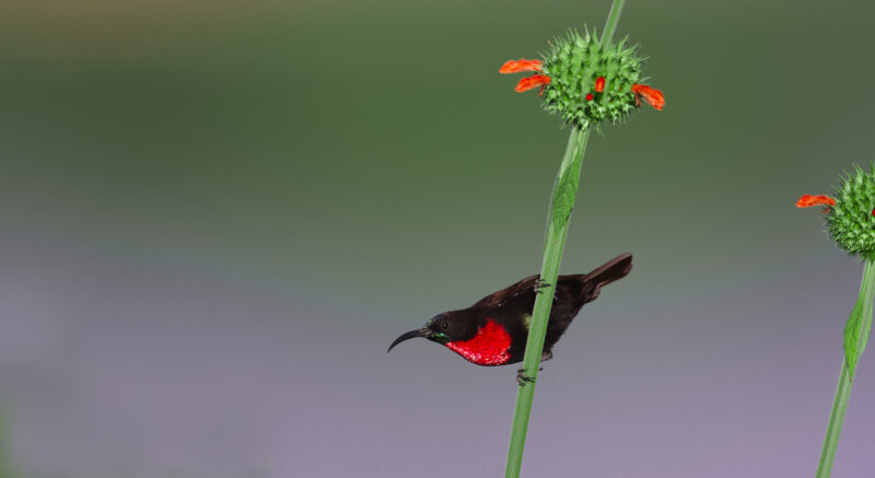 Symbiotic relationships: The art of living together - Zambia Tourism