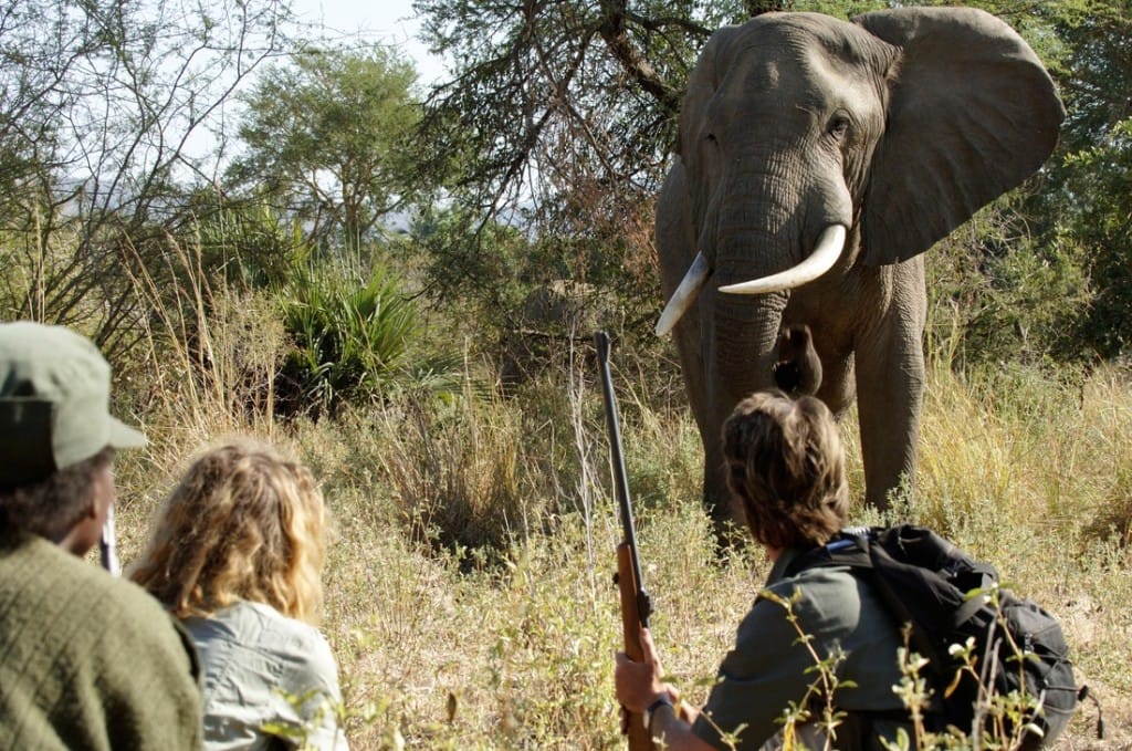 Kasanka National Park Activities & Things to Do