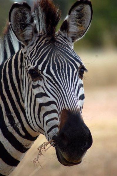 Zebra